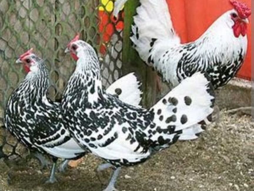 Семья Гамбургских курей