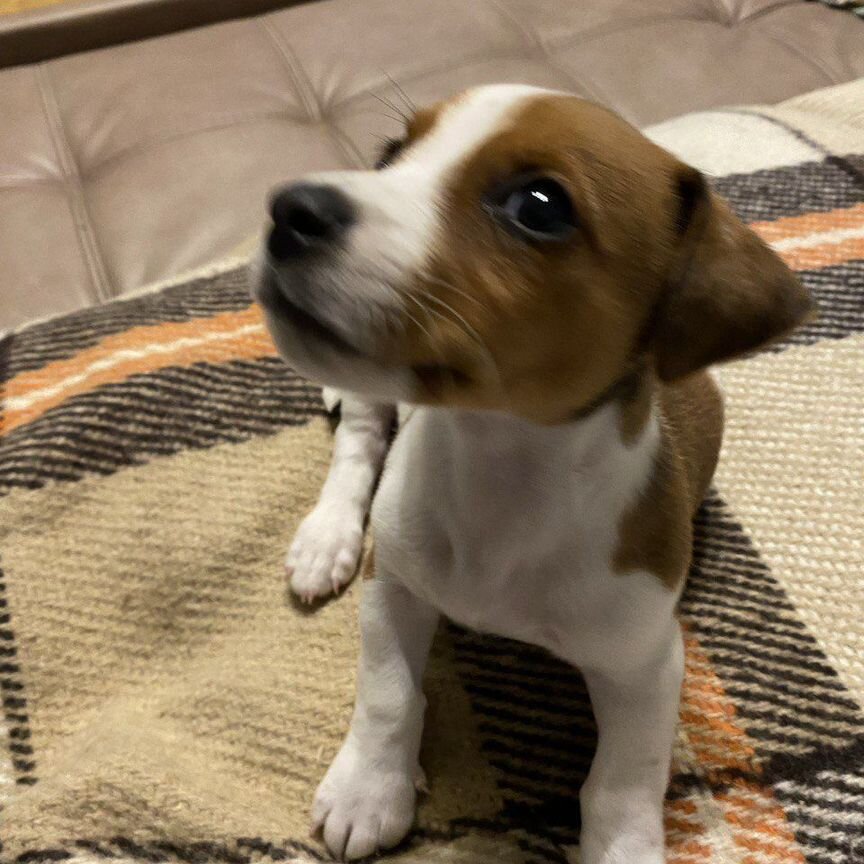 Щенок Джек Рассел терьер