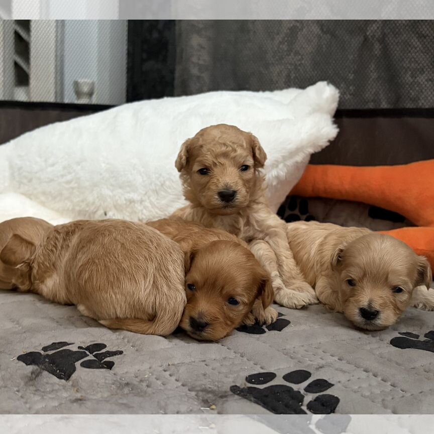 Мальтипу, щенок