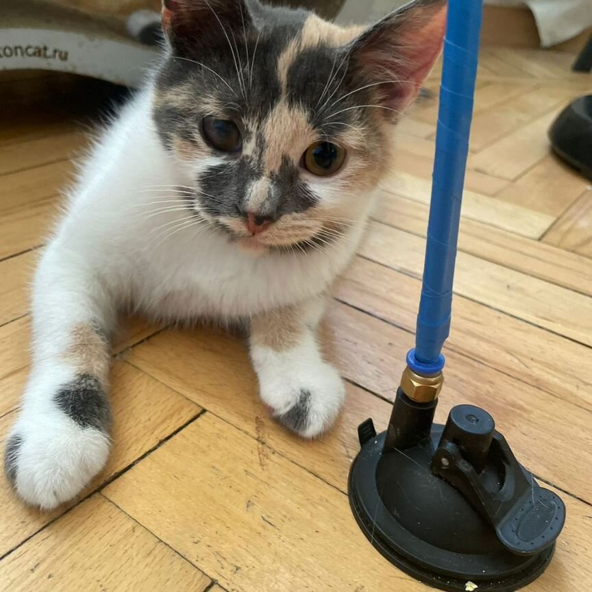 Кошечка велюровая, ласковая, в добрые ручки