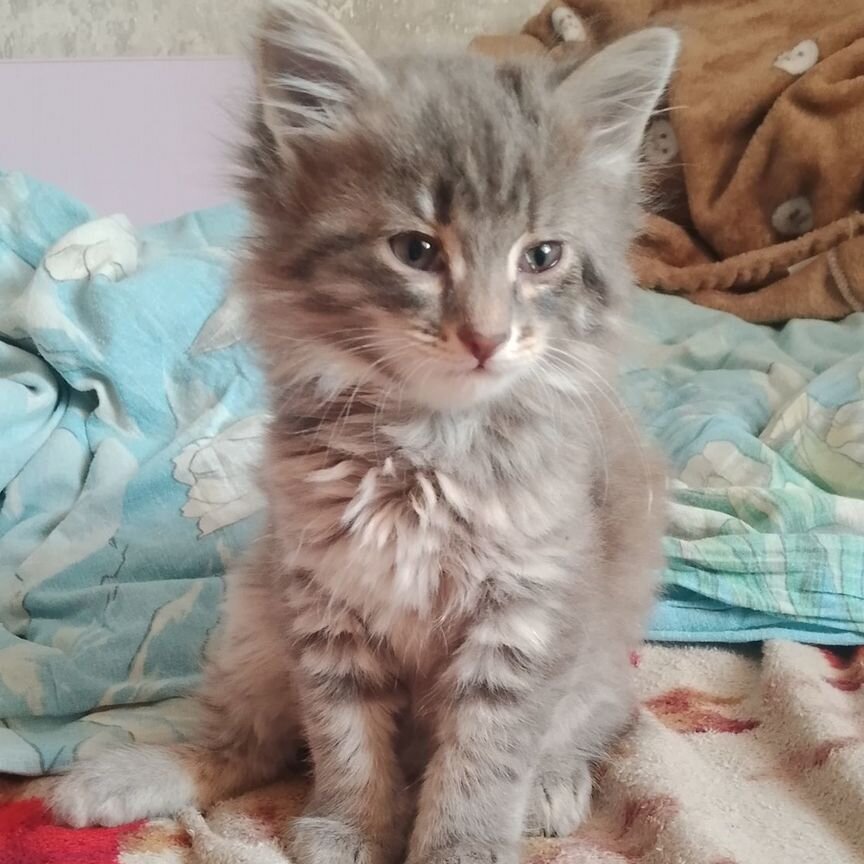 Мейн-кун котёнок