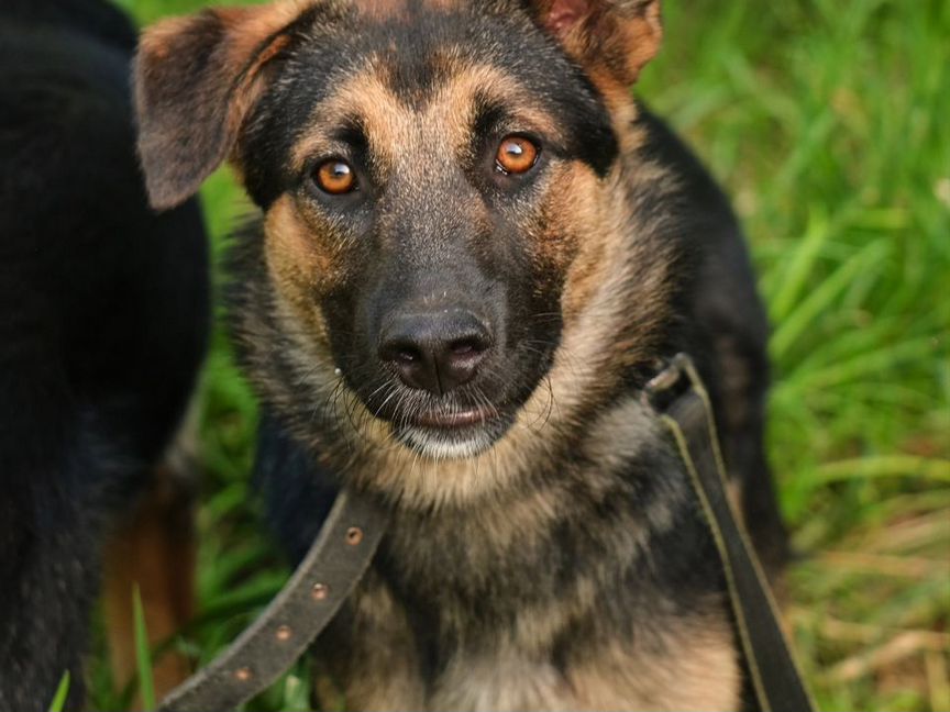 Элис: молодая крепкая собака из приюта