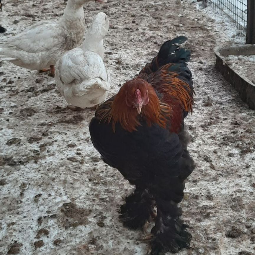 Петухи породы брама