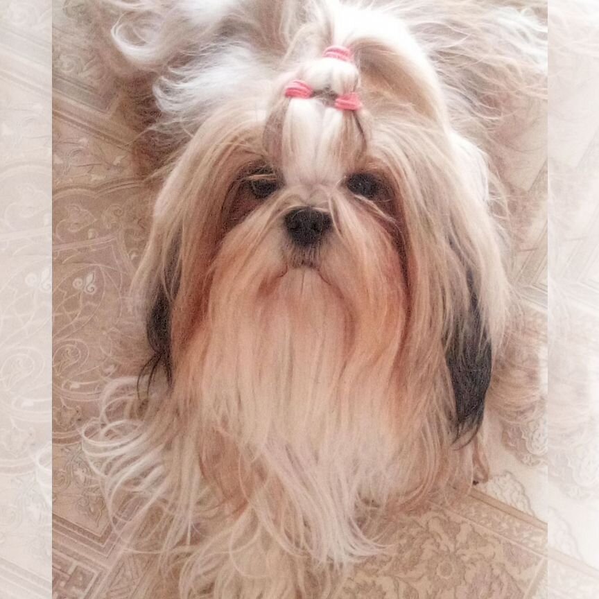 Ши-тцу девочка РКФ