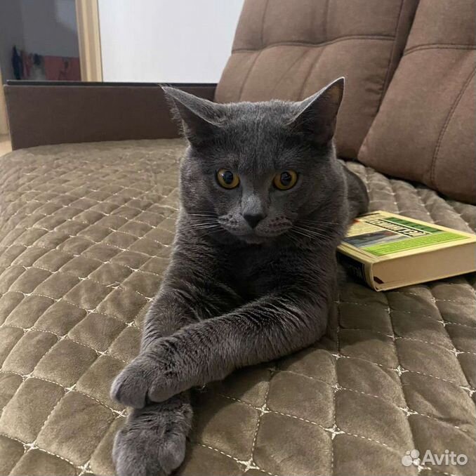 Вазка кота
