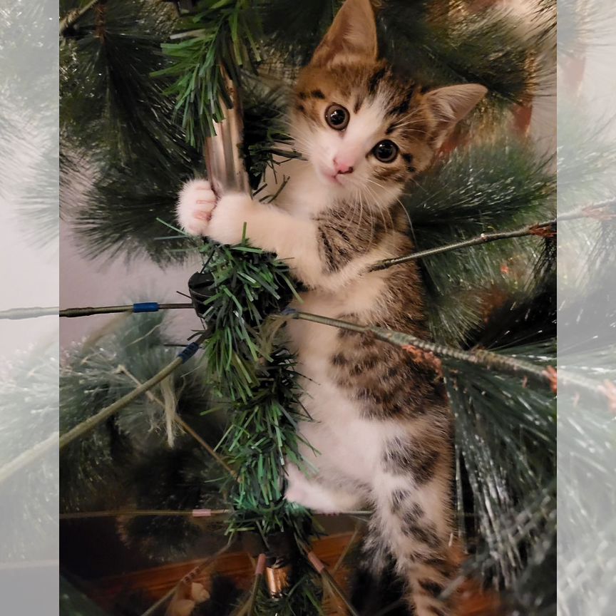 Котёнок в добрые руки