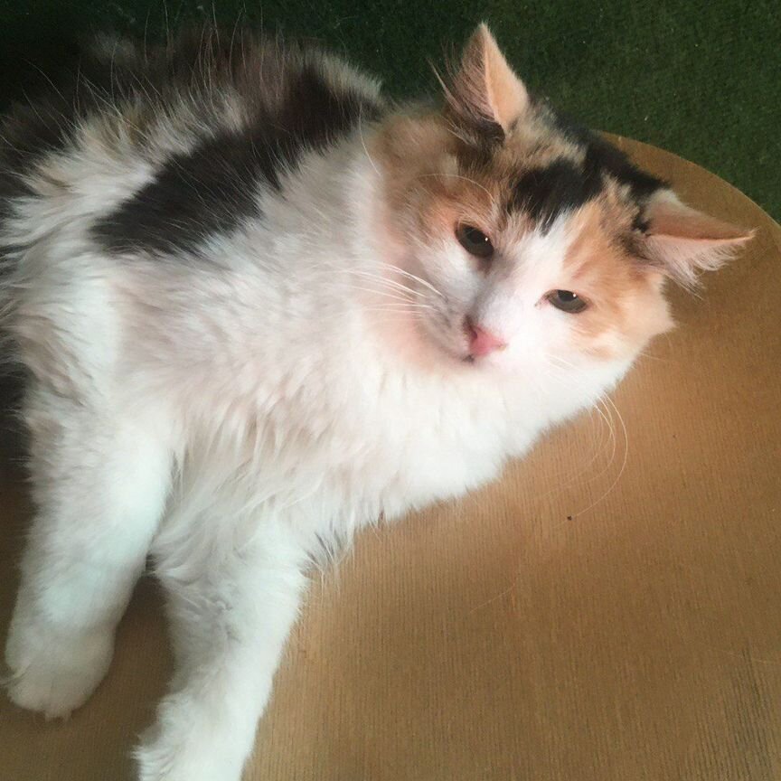 Курильский бобтейл длинношёрстный, взрослая кошка