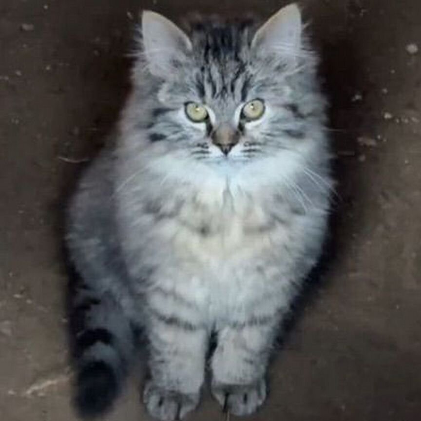 Котята из подвала