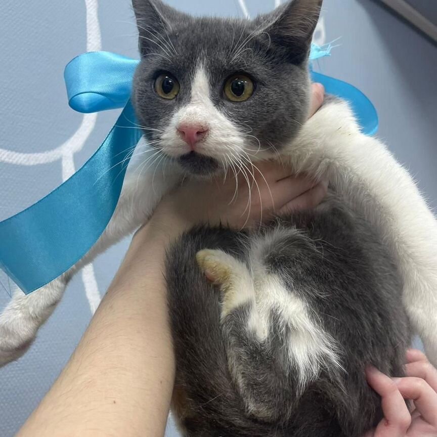 Котенок Грей в добрые руки