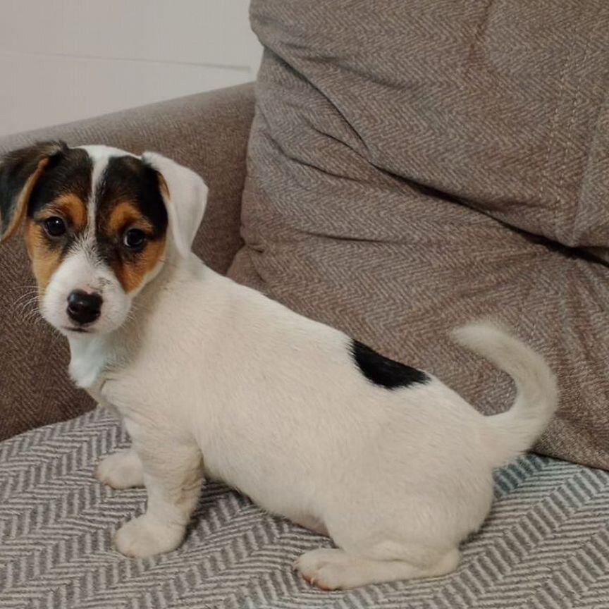 Джек-рассел-терьер, щенок