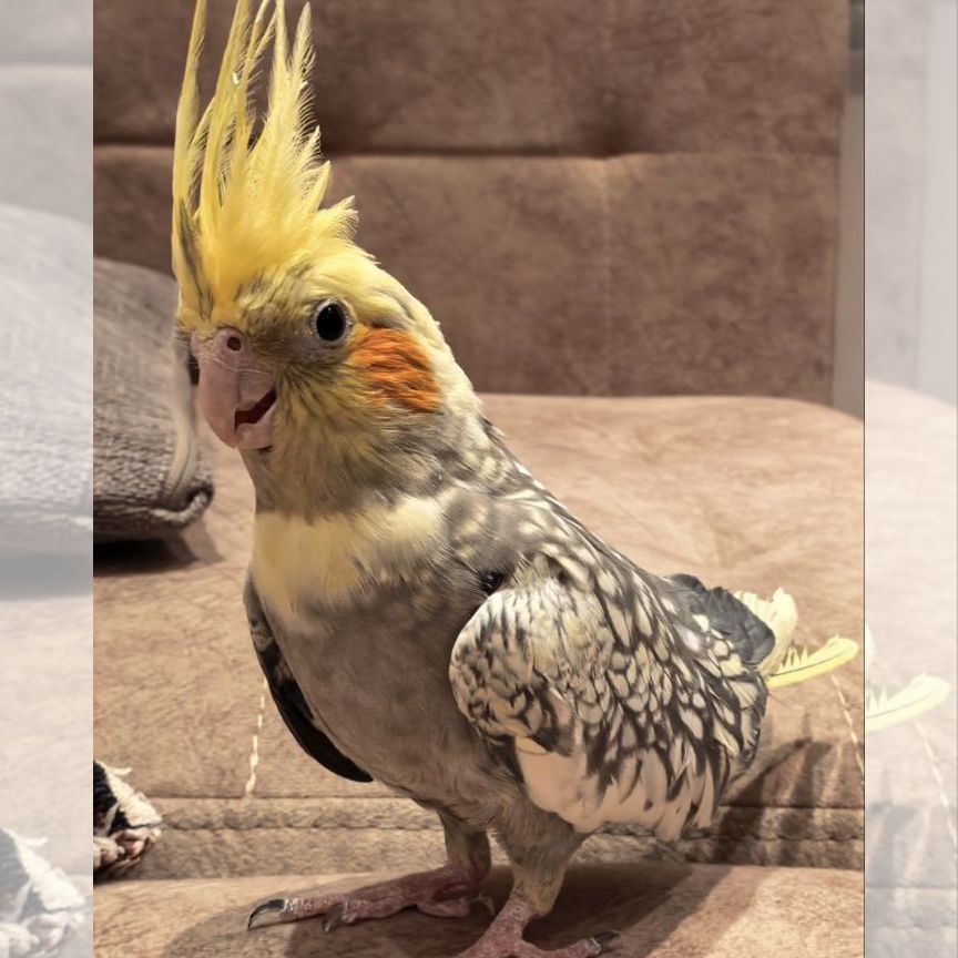 Попугай корелла мальчик