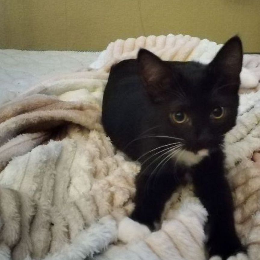 Кошки в добрые руки бесплатно