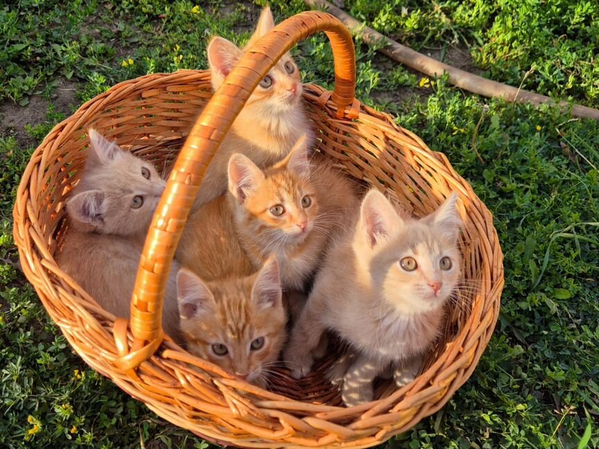 Котята в добрые руки