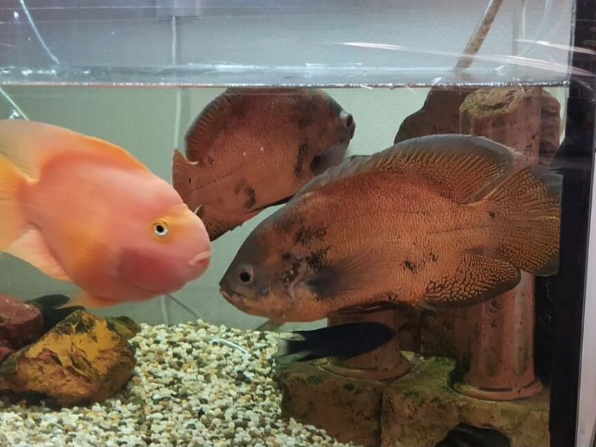 Продаются аквариумные рыбки