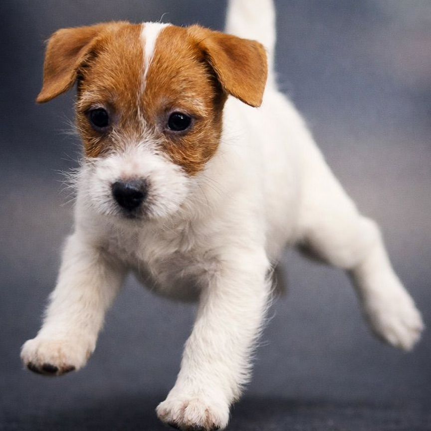 Джек-рассел-терьер, щенок