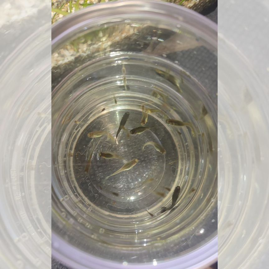 Аквариумные рыбки гуппи