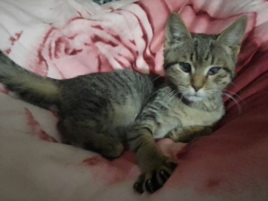 Кошка