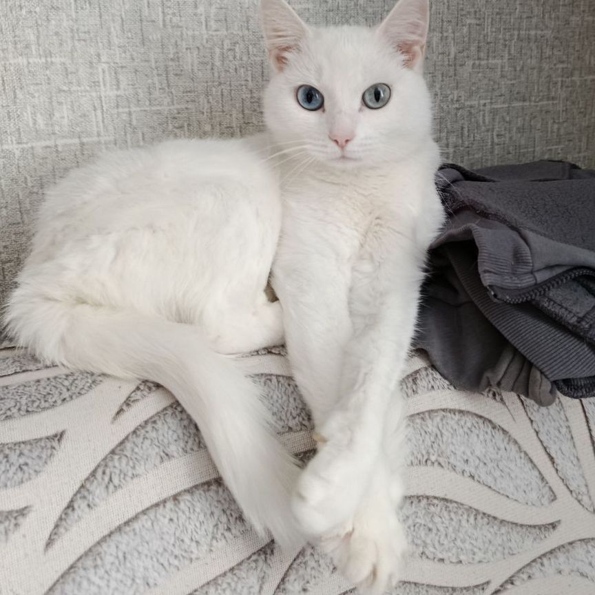 Сибирская, взрослая кошка