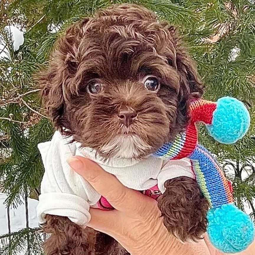 Мальтипу, щенок