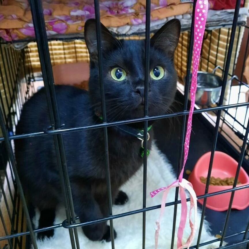 Взрослый кот в добрые руки