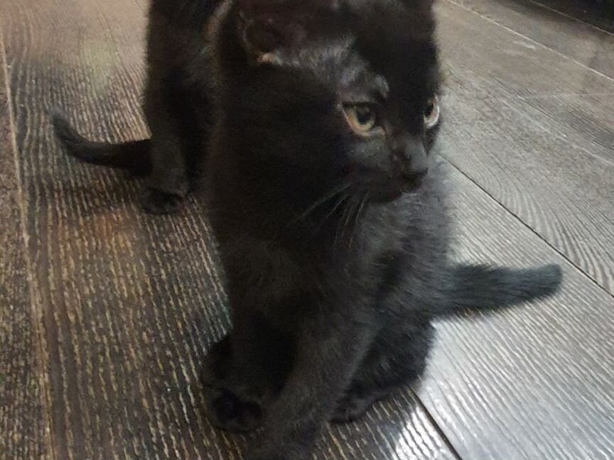 Котята
