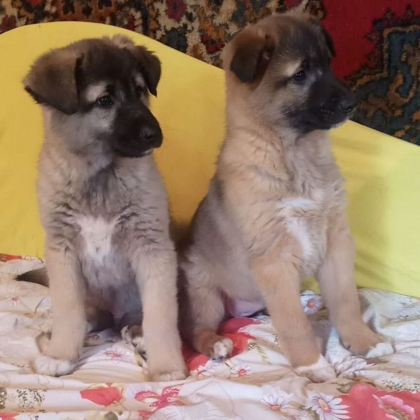 Щенки в добрые руки