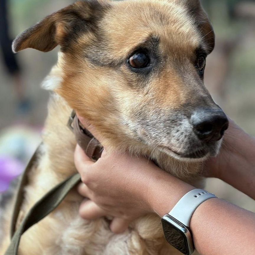 Собака в добрые руки отдам бесплатно