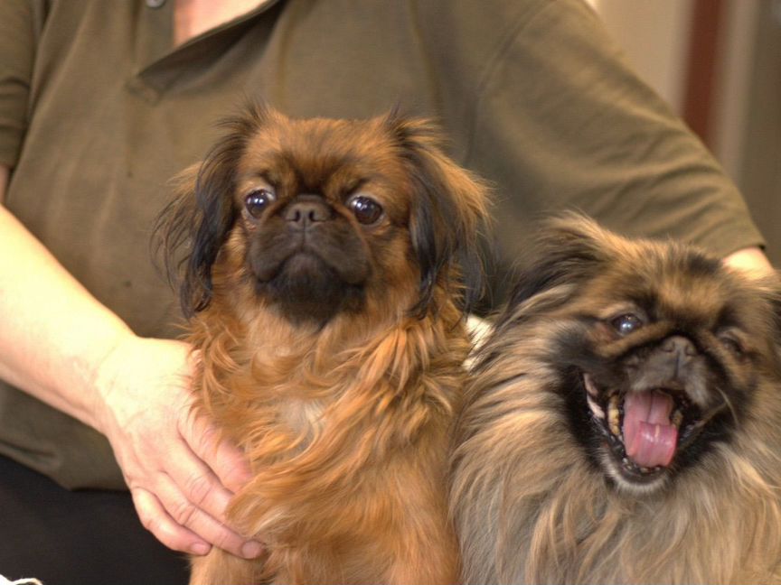 Щенки пекинеса