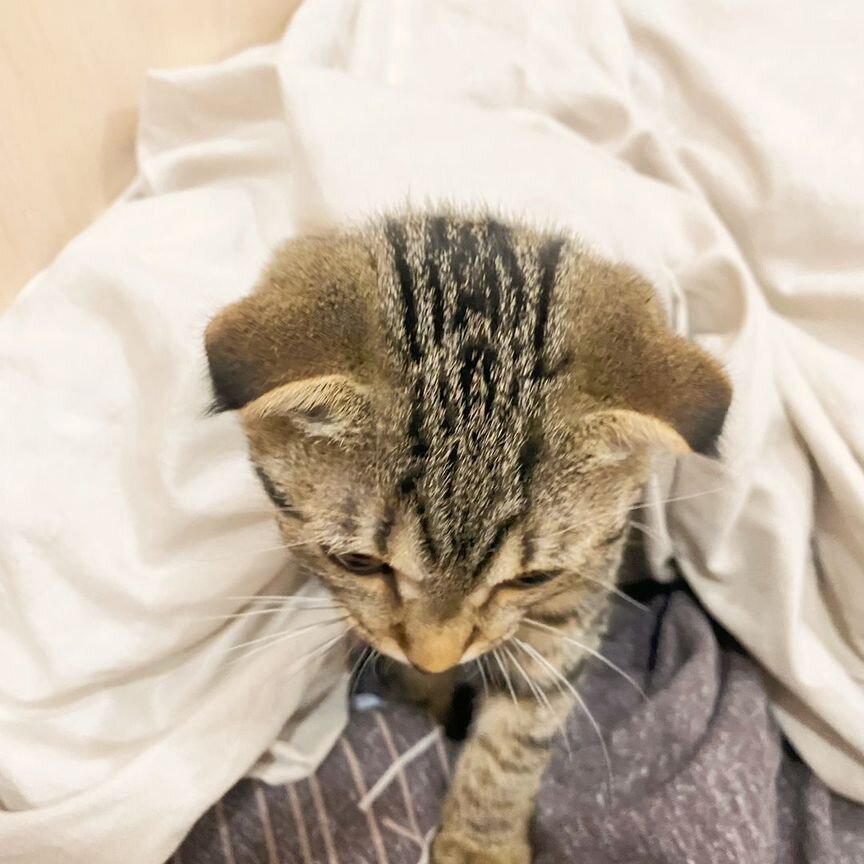 Вислоухий котенок