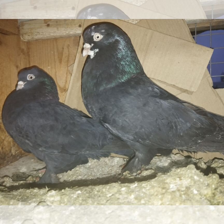 Голуби бабочки