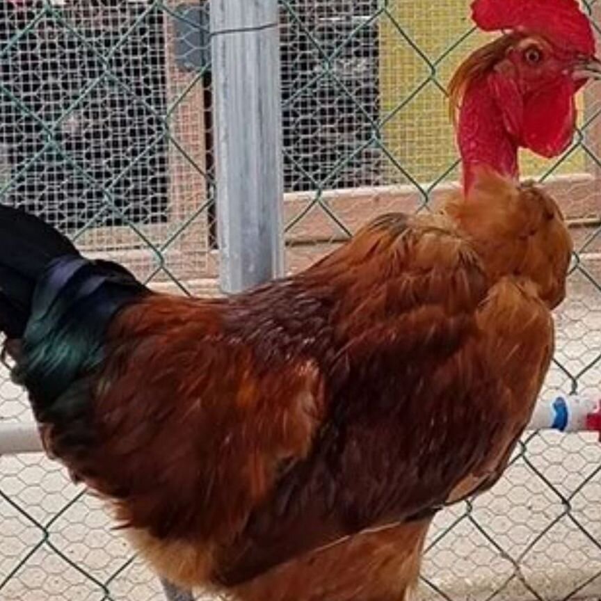 Петух голошейка