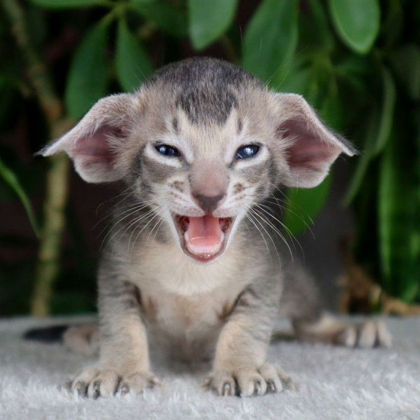 Ориентальные котята