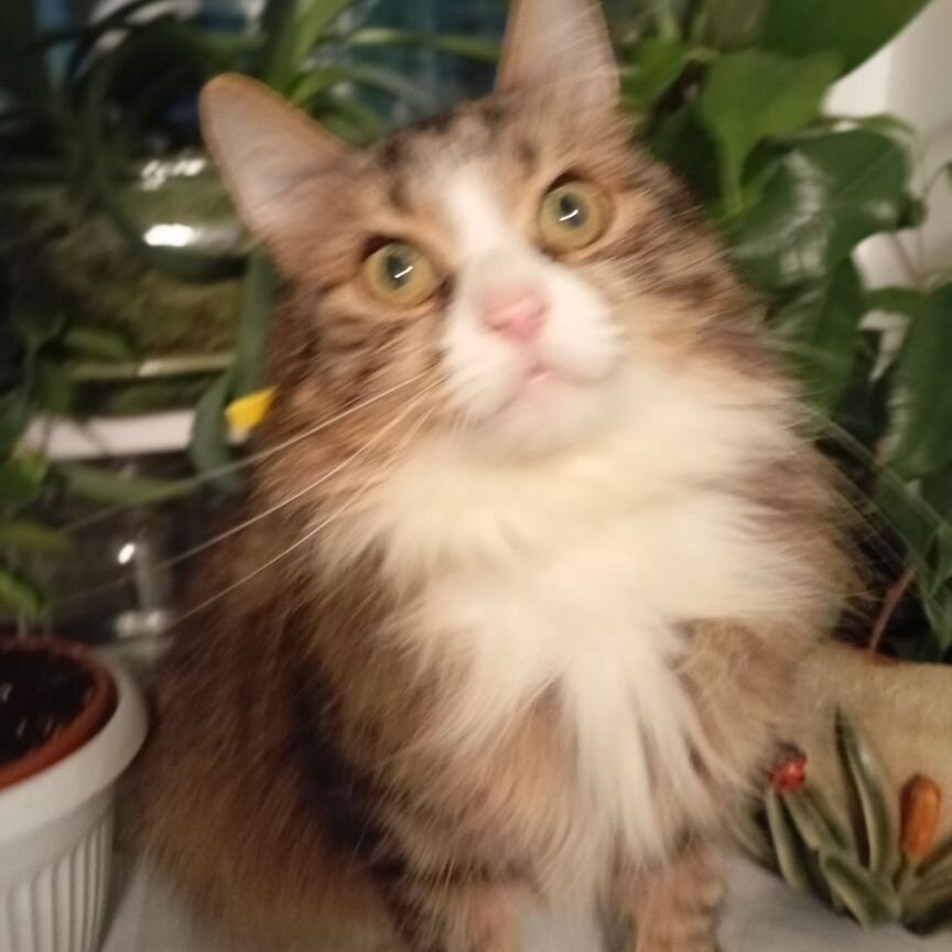 Кот Сëма
