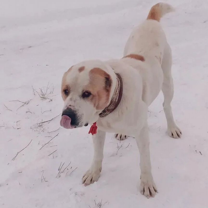 Среднеазиатская овчарка, взрослый пёс