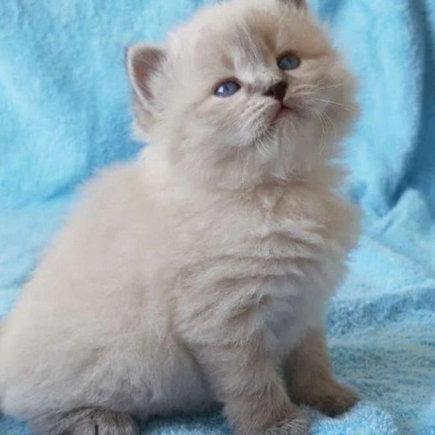 Невская маскарадная котята