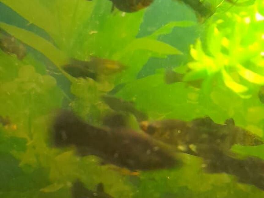 Аквариумные рыбки