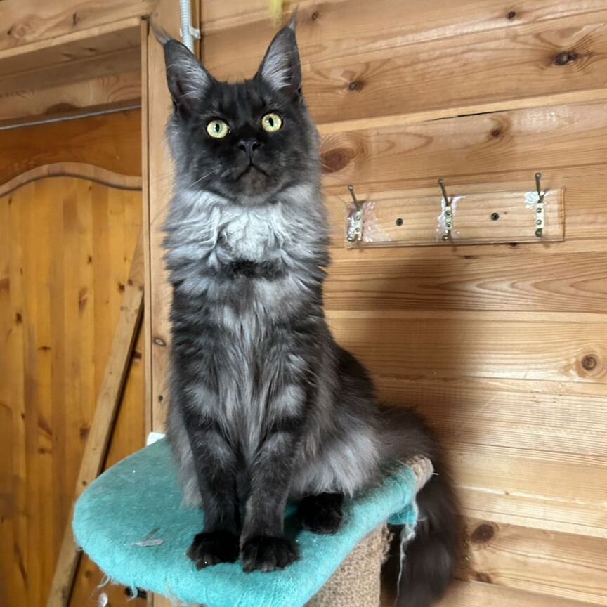 Роскошная кошка Мейн Кун