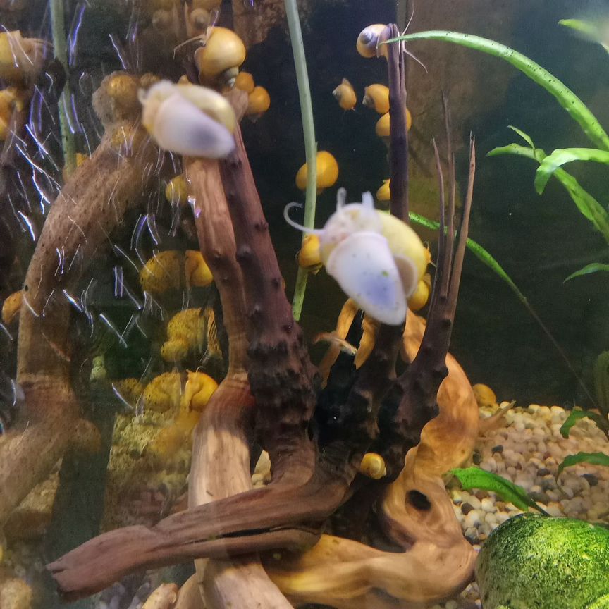 Украшение для аквариума