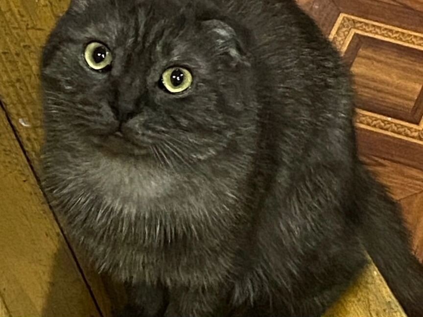 Вислоухая кошка бесплатно