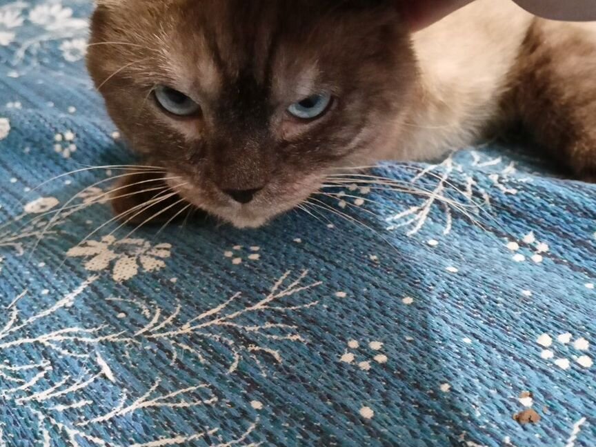Найден кот