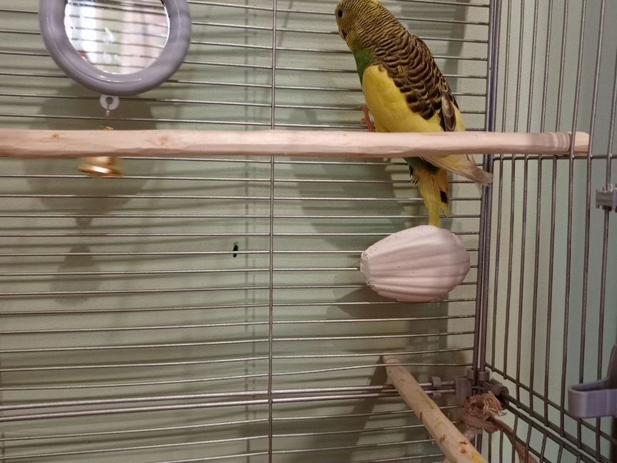 Попугай с клеткой