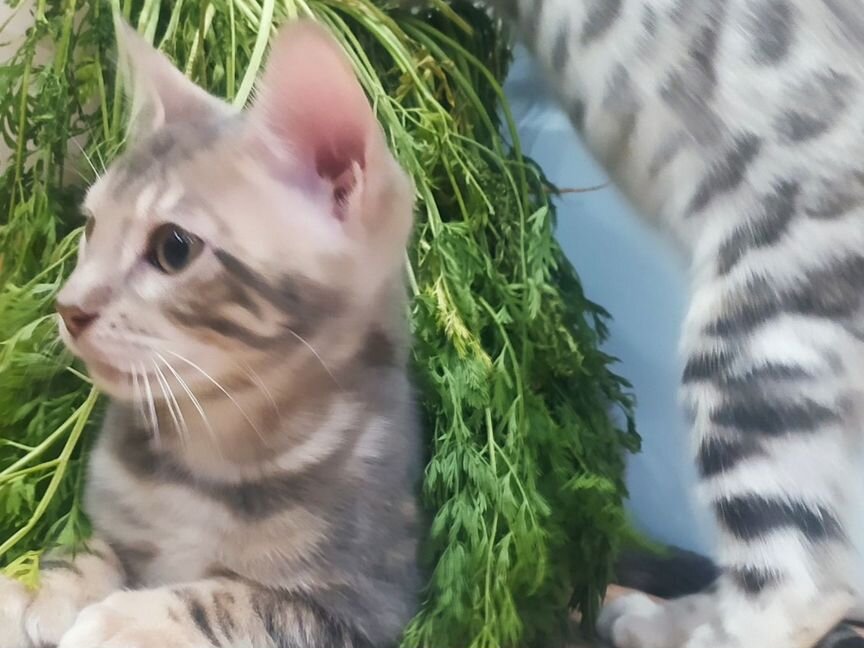 Бенгальская