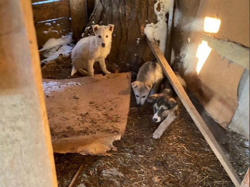 Щенки бесплатно (помесь хаски)