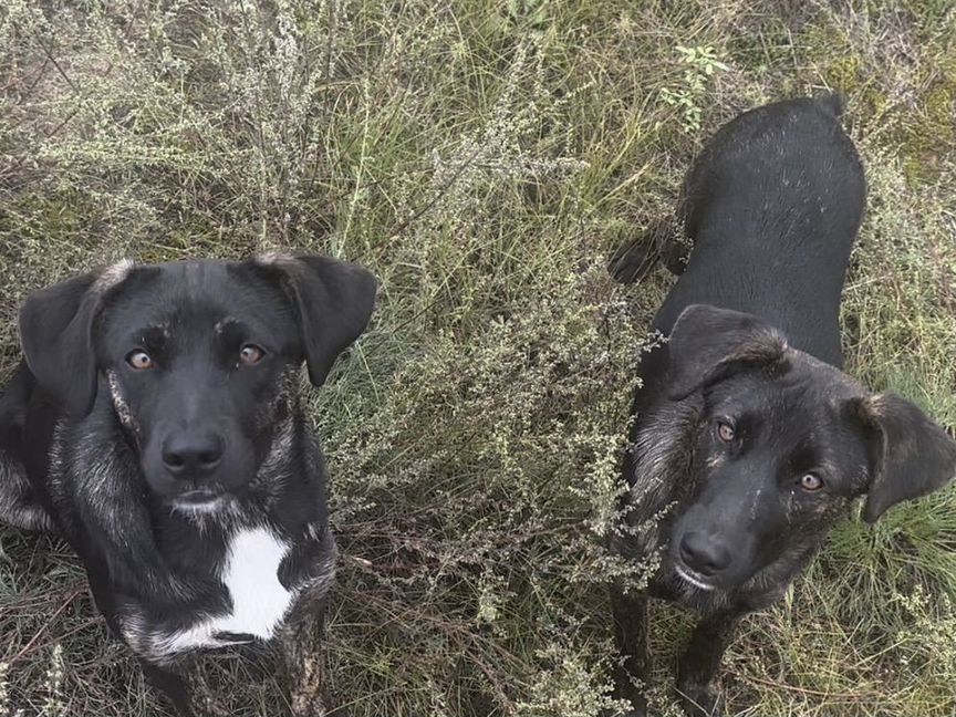 Собаки в добрые руки