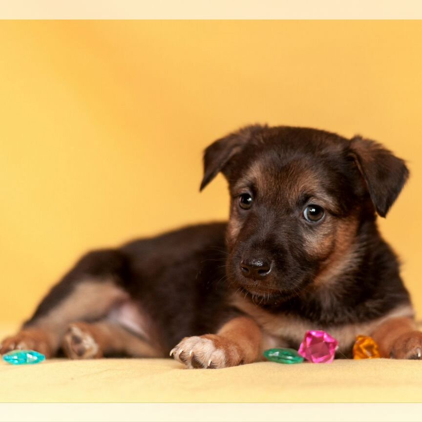 Щенок в добрые руки