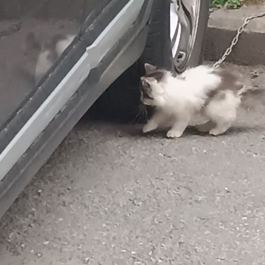 Котенок мальчик