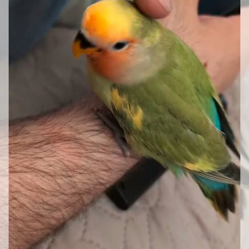 Попугай Неразлучник птенцы