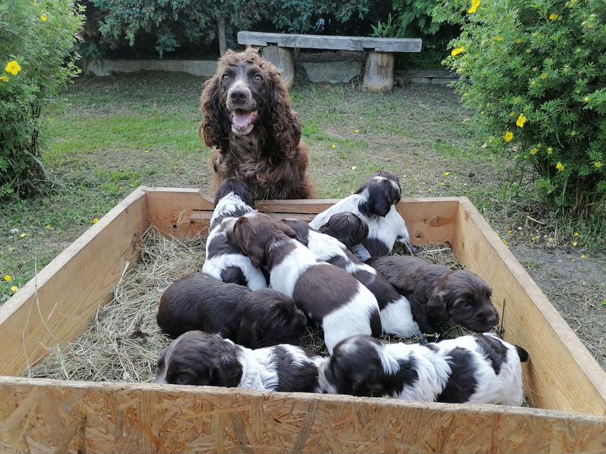 Русский спаниель