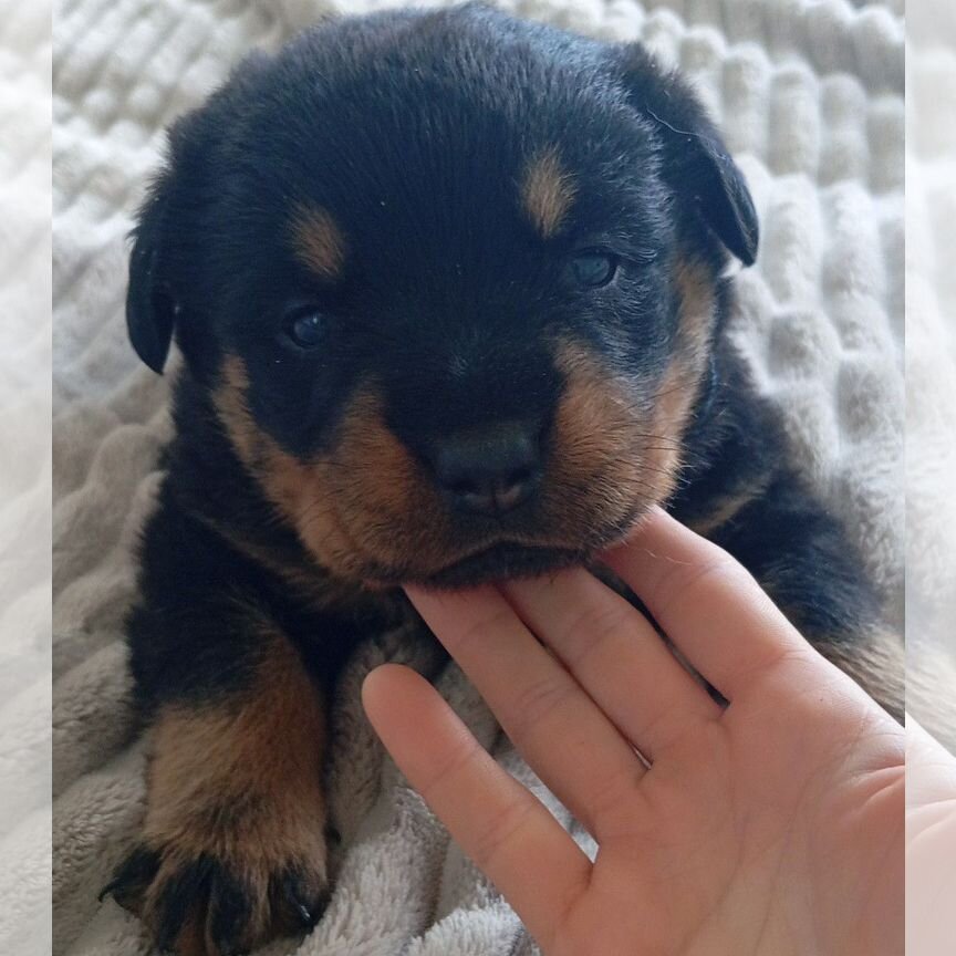 Ротвейлер, щенок