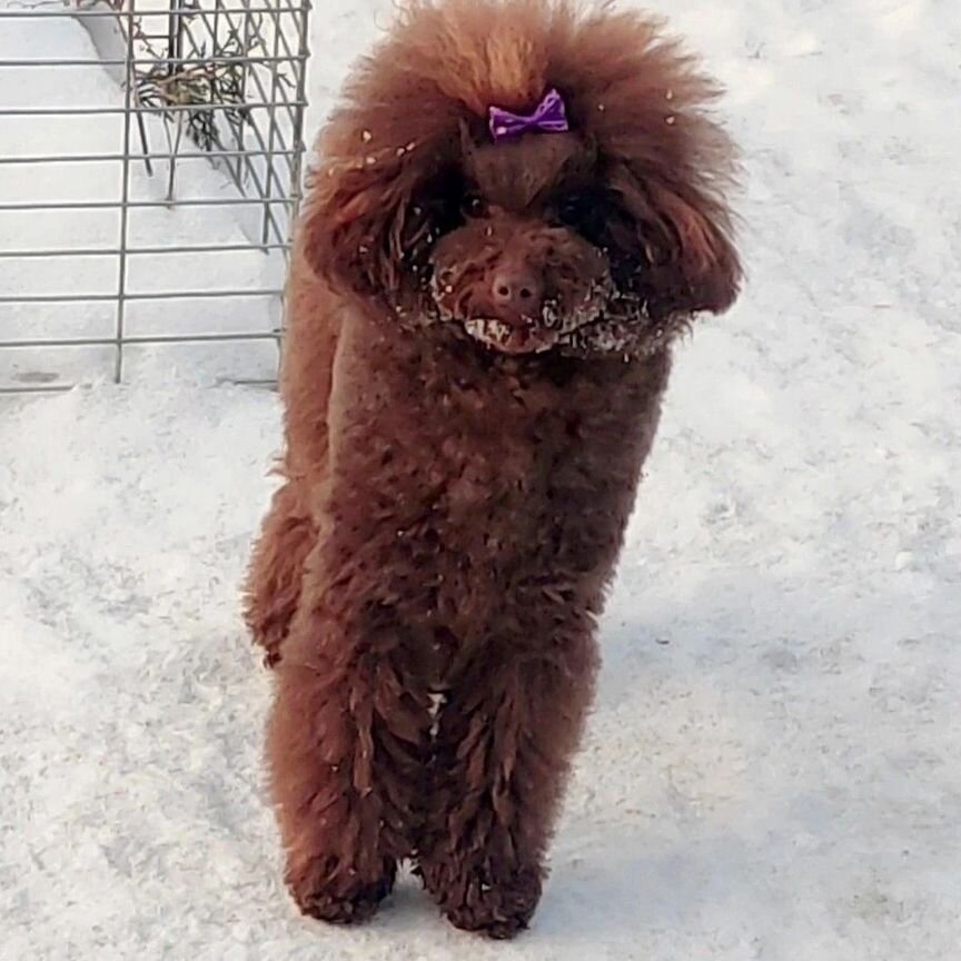 Жених Шоколад Той-пудель